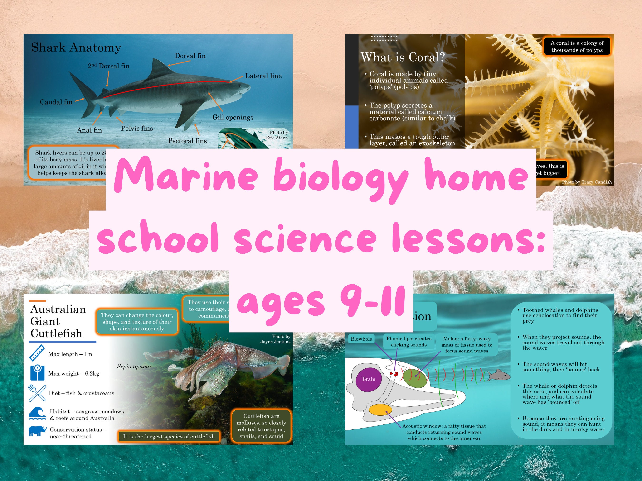 Marine Biology Home School Science Lessons: Ages 9-11 - Etsy