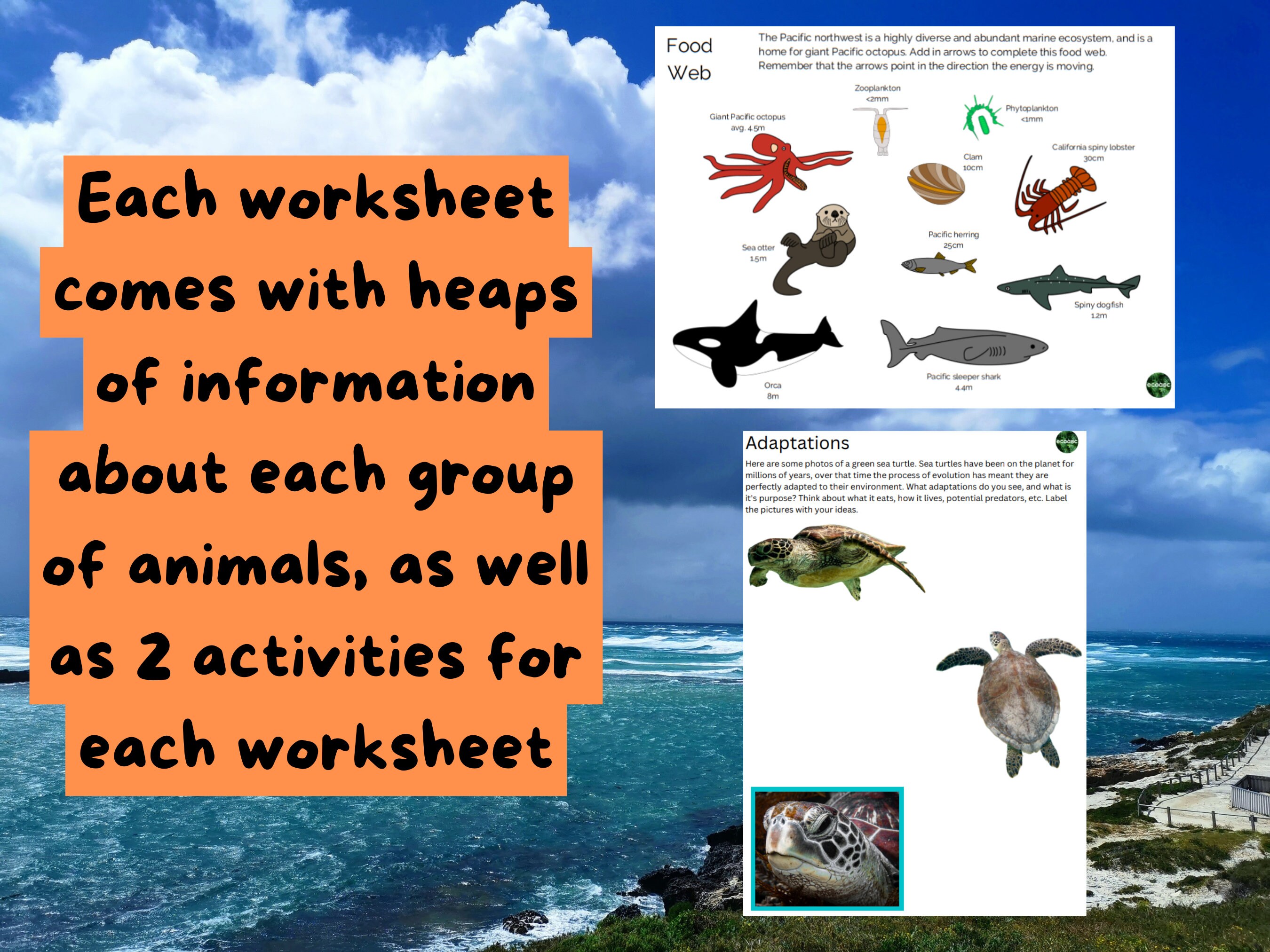 Marine Biology Worksheets - Etsy