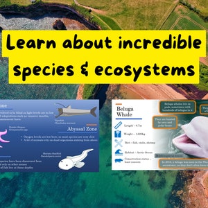 Marine Biology Home School Science Lessons: Ages 9-11 - Etsy