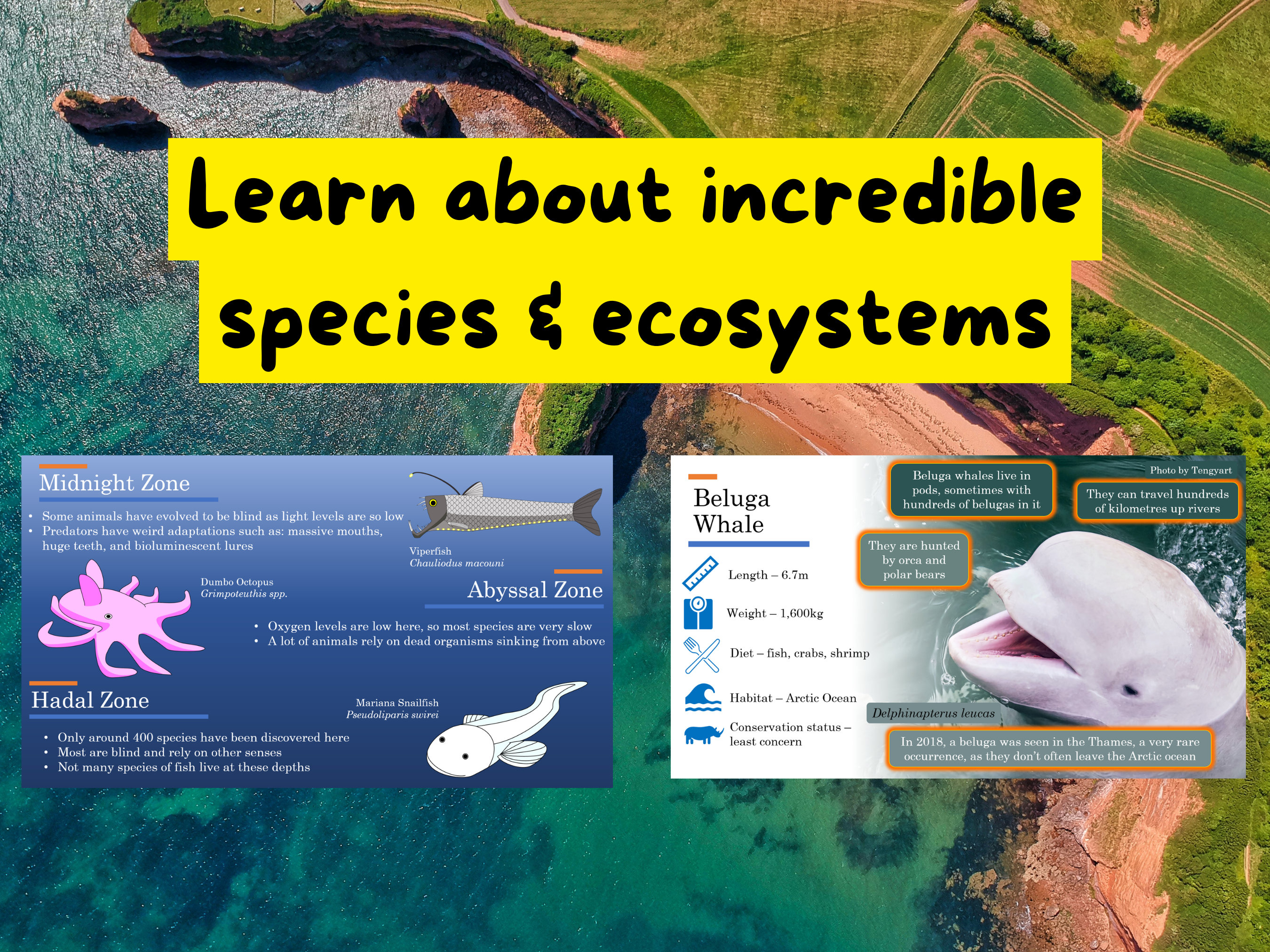 Marine Biology Home School Science Lessons: Ages 11-16 - Etsy
