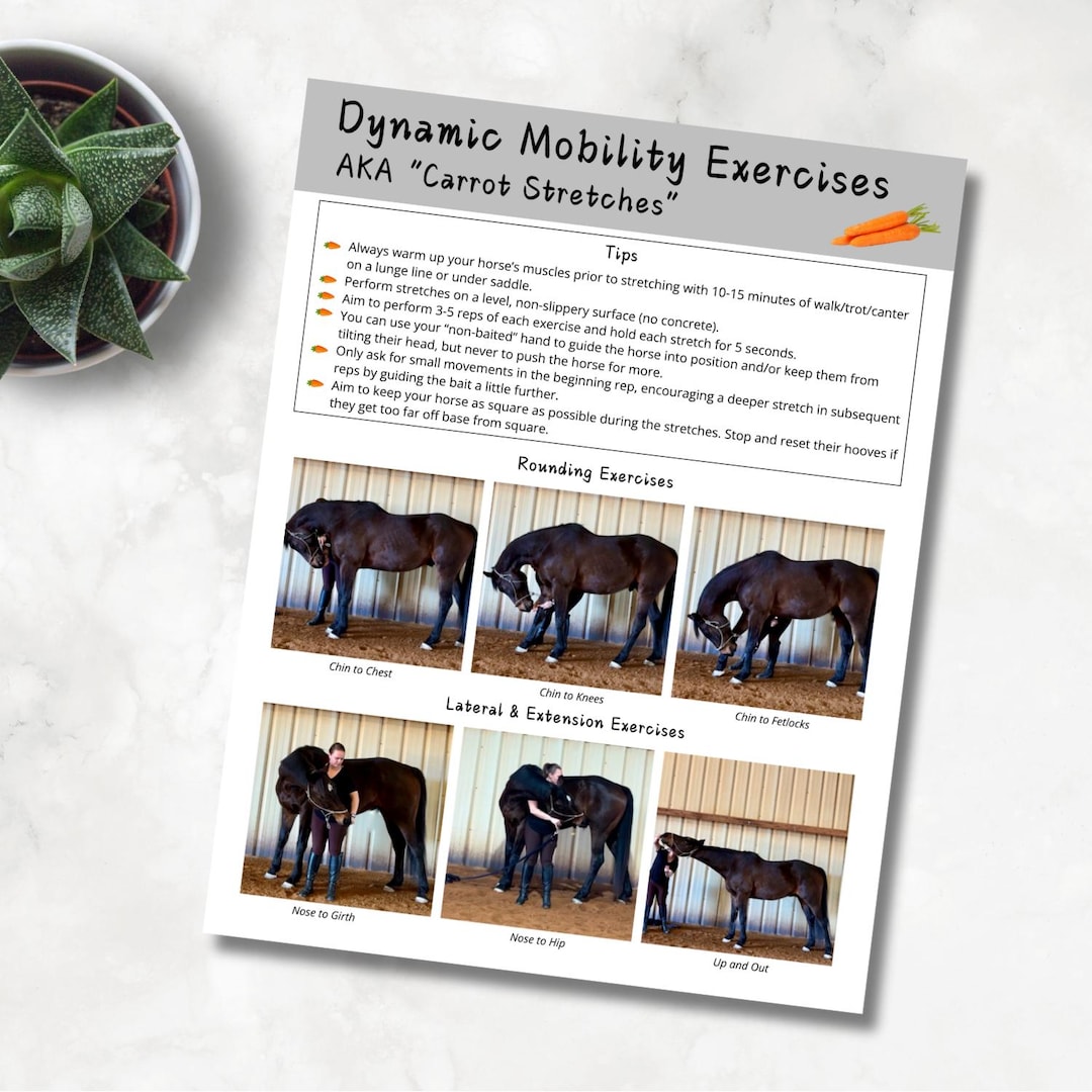 Dynamic Mobility Exercises AKA "carrot Stretches" Flyer | Printable PDF ...