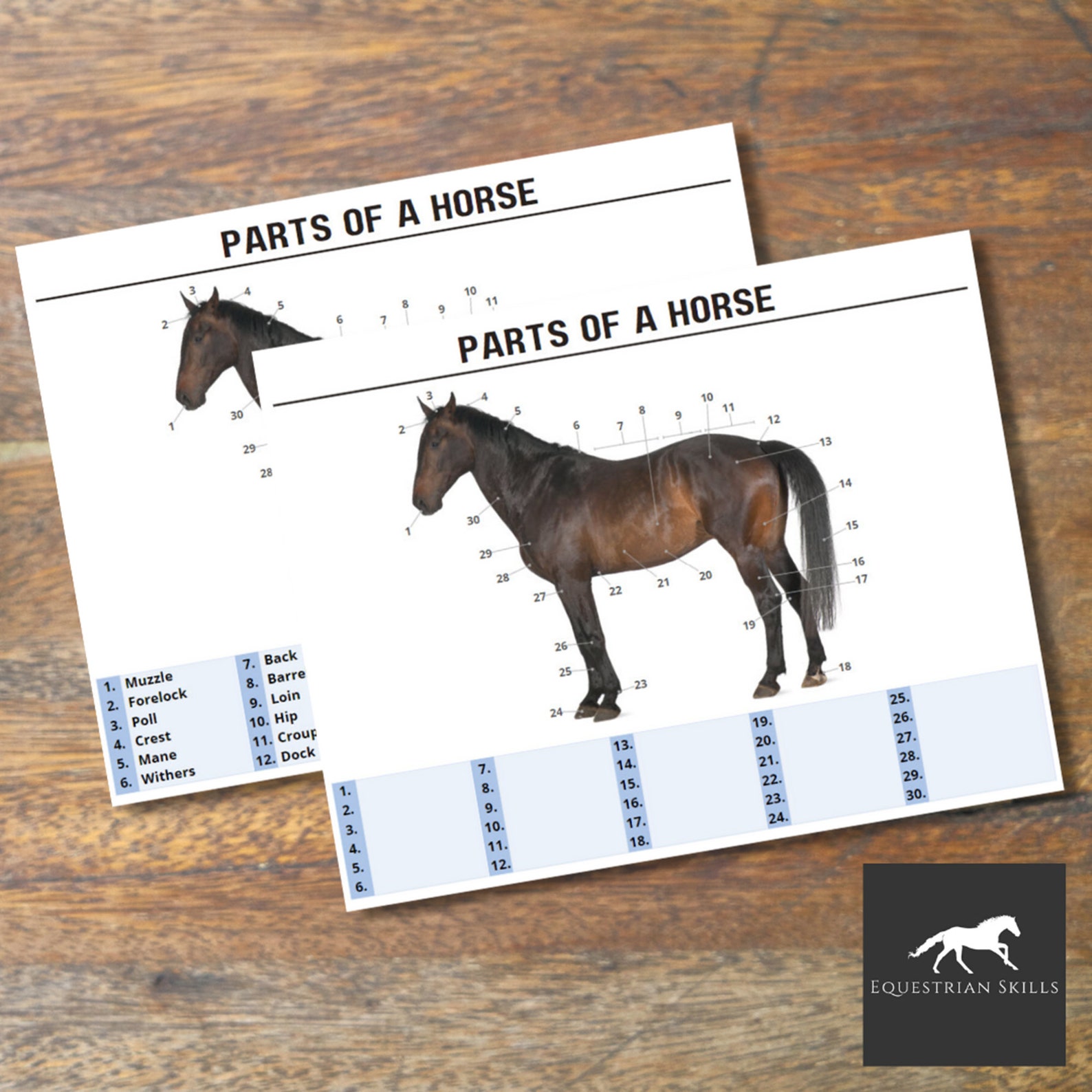 Parts of a Horse Worksheet | Printable PDF | A4 Size - Etsy