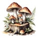14 Watercolor Mushroom Clipart, Forest Fungi Images, JPG, Digital ...