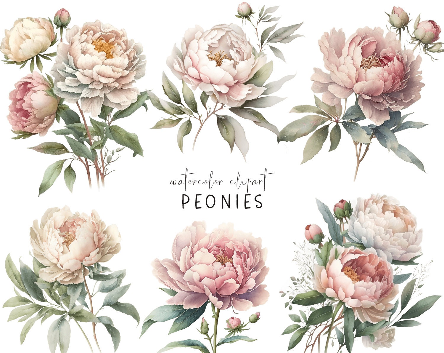 Cute Watercolor Peonies Flower Clipart Png Peonies Spring - Etsy