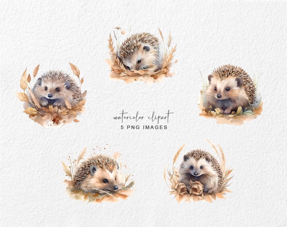 Watercolor Hedgehog Clipart 5PNG Cozy Autumn Clipart - Etsy
