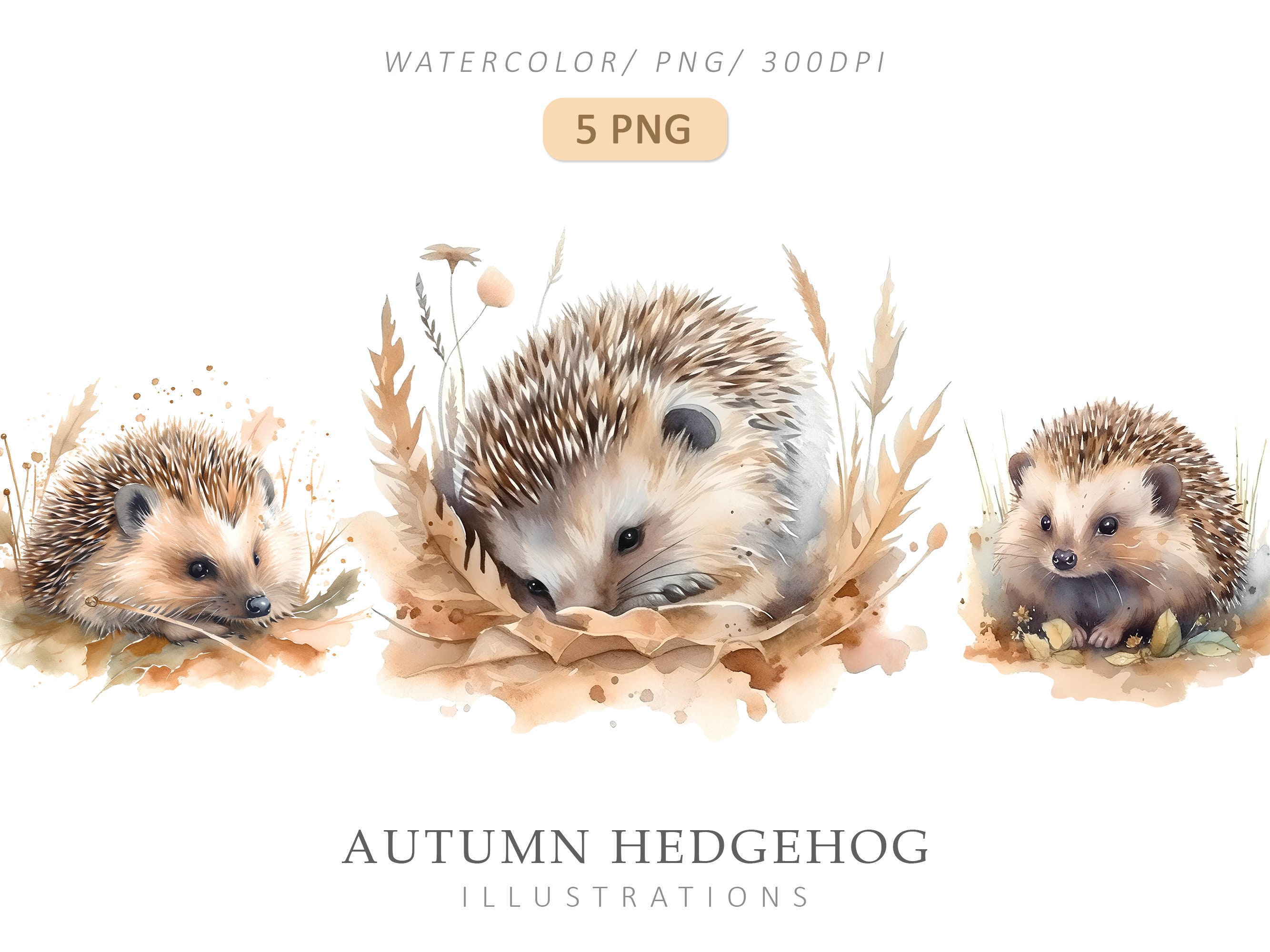 Watercolor Hedgehog Clipart 5PNG Cozy Autumn Clipart - Etsy