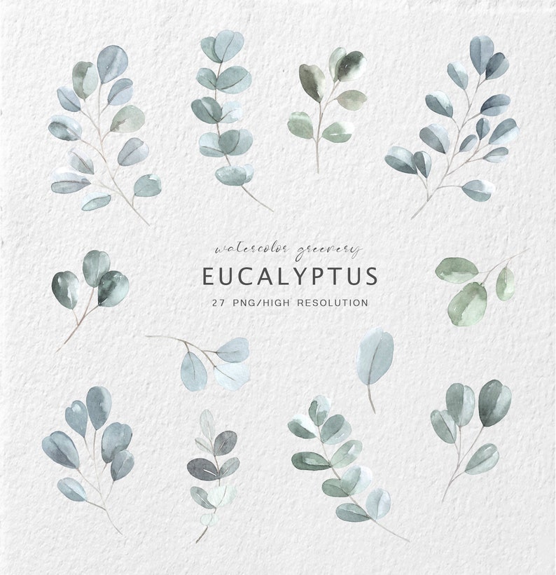 Watercolor Eucalyptus Clipart Greenery Clipart Floral - Etsy