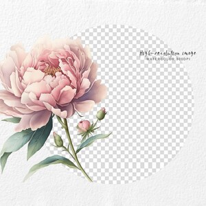 Cute Watercolor Peonies, Flower Clipart, Png Peonies, Spring, Summer ...