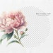 Cute Watercolor Peonies, Flower Clipart, Png Peonies, Spring, Summer ...