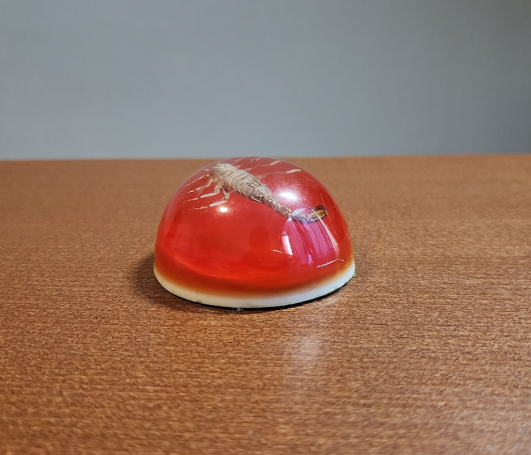 Vintage Scorpion Collectible Paperweight, Animal Reptile Taxidermy ...