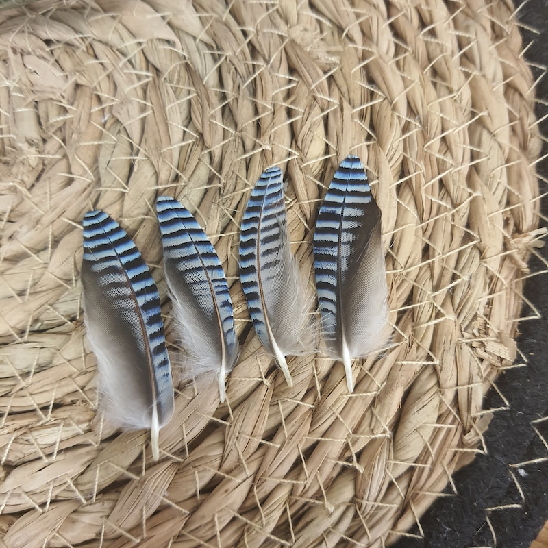 Blue Jay Feathers - Etsy