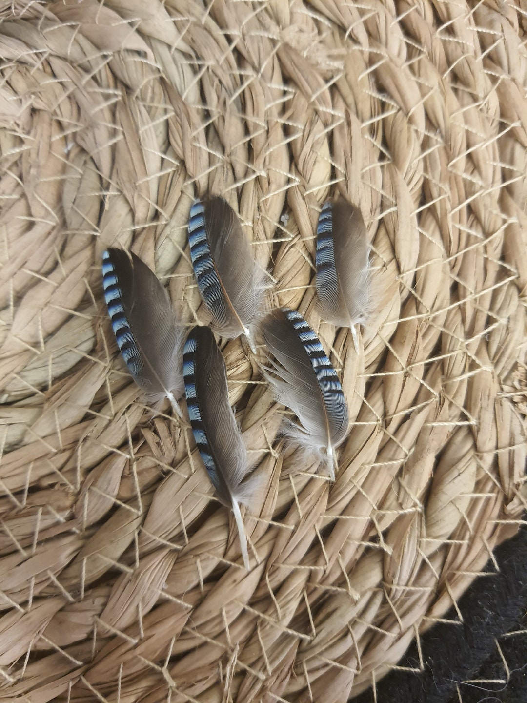 Small Natural Blue Oak Jay Feathers - Etsy