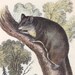 1896 PYGMY FLYING PHALANGER - Marsupial Mammals Print - Australian ...