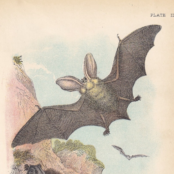Vintage Bat Print - Etsy