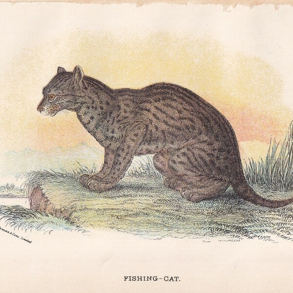 Wild Cat Print - Etsy