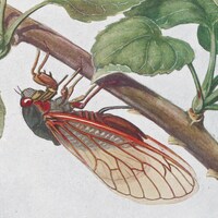 GIANT SWIFT MOTH 1901 Ghost Pindi Hepialidae Family Bardee Bardi Grub ...