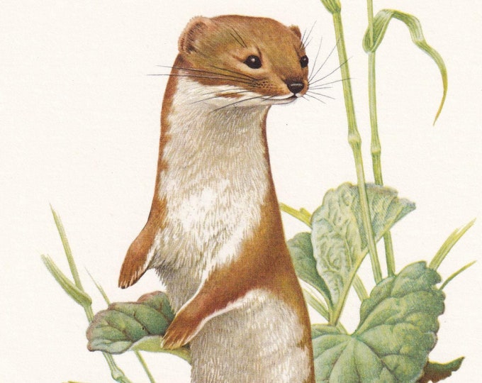 1960 WEASEL Print - Vintage Animal Print - Animal Illustration - Animal ...