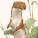 1960 WEASEL Print Vintage Animal Print Animal Illustration Animal Wall ...