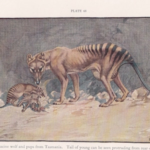 1934 THYLACINE TASMANIAN WOLF Print - Original Antique Print ...