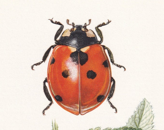1960 SEVEN-SPOT LADYBIRD Print - Vintage Insect Print - Bugs ...
