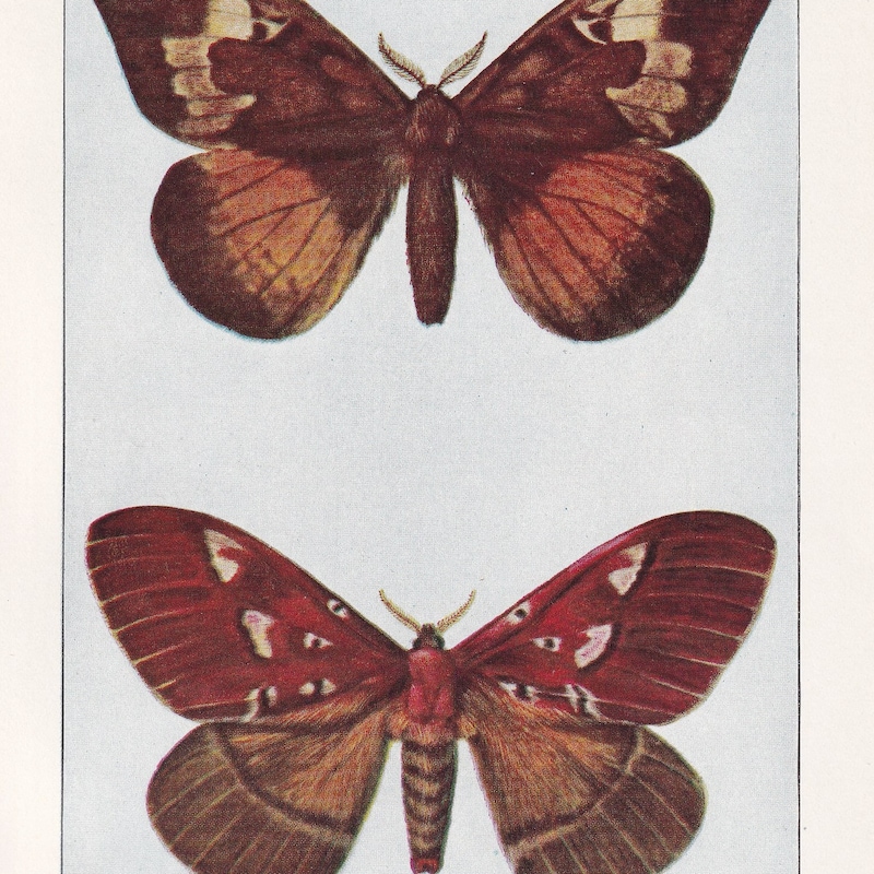 Antique Moth Print - Etsy