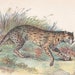 1896 LEOPARD-CAT Print - Wild Cats Print - Carnivora Print - Natural ...