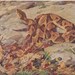 1934 POISONOUS SNAKE Print - Original Vintage Print - Copperhead Snake ...