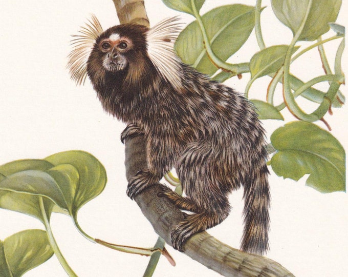 1960 COMMON MARMOSET Print - Vintage Animal Print - Animal Illustration ...