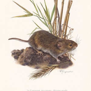 1960 COMMON VOLE Print - Vintage Animal Print - Animal Illustration ...