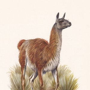 1960 GUANACO Print Vintage Animal Print Wildlife Illustration Animal ...