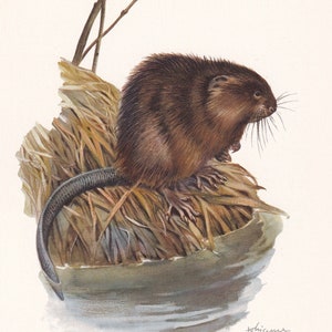 coloring book pages to print muskrat
