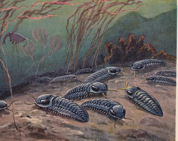 1902 TRILOBITE Print - Antique Dinosaur Print - Trilobite Wall Art ...