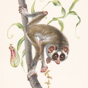 1960 RED SLENDER LORIS Print - Vintage Animal Print - Animal ...