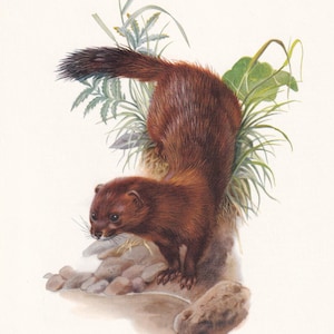 1960 EUROPEAN MINK Print - Vintage Animal Print - Animal Illustration ...
