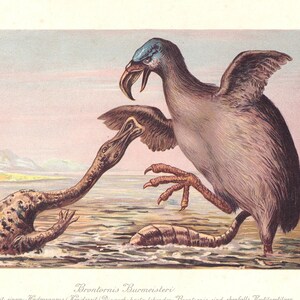 1902 BRONTORNIS Print - Extinct Giant Bird - Paleoart - Prehistoric ...