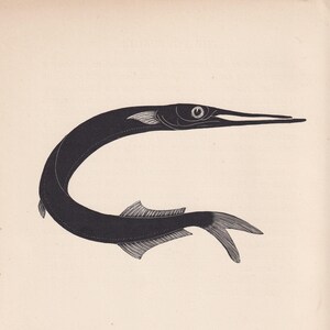 1929 GARFISH Fish Print Wood Engraving - Shark Wall Art - Sea Life ...