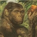 1960 JAVA MAN homo Erectus Print Prehistoric Man Print Paleoart Human ...