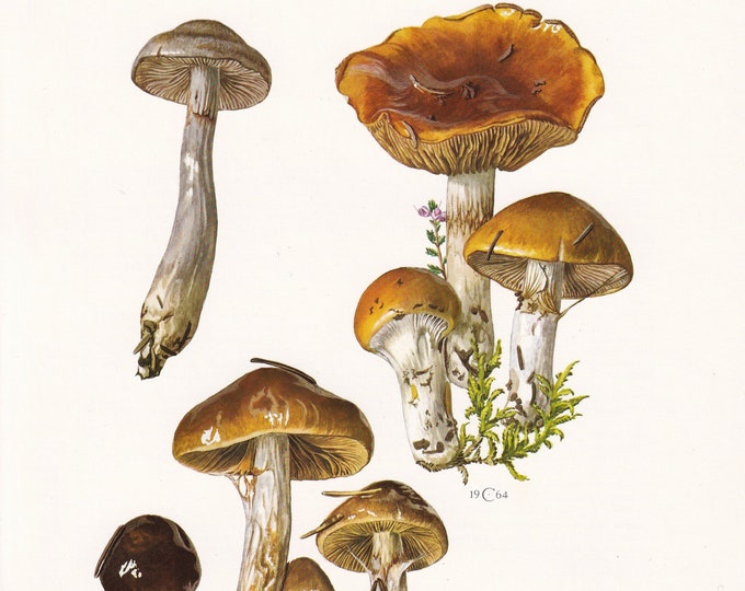 Fungi Selection Illustrated by George Massee 1911 Print - Original ...