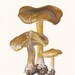1960s SPRING CAVALIER MUSHROOM Print - Mushroom Wall Art - Cottagecore ...