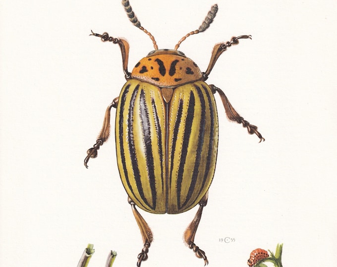 1960 COLORADO POTATO BEETLE Print Vintage Insect Print Bugs ...