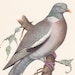 1960 COMMON WOOD PIGEON Bird Print - Vintage Bird Print - Bird ...