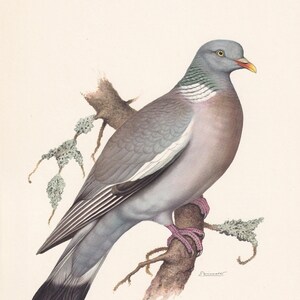 1960 COMMON WOOD PIGEON Bird Print - Vintage Bird Print - Bird ...