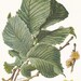 1960 SCOTCH ELM TREE Print - Botanical Print - Botanical Illustration ...