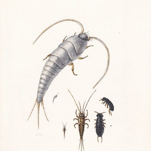 1960 SILVERFISH Print Vintage Insect Print Bugs Illustration Insect ...