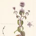 1960 WATER MINT Print - Botanical Print - Flower Painting - Flower Wall ...
