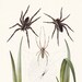 1960 RAFT SPIDER Print - Vintage Insect Print - Insect Wall Art ...