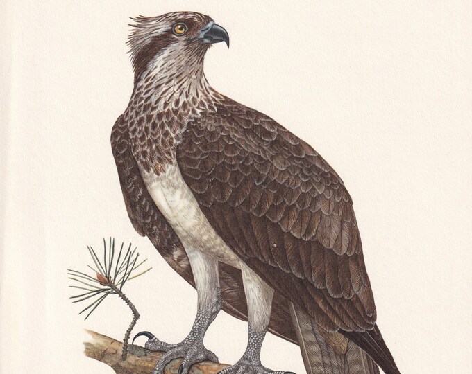 1960 OSPREY SEA HAWK Bird Print Vintage Bird Print Bird Illustration ...