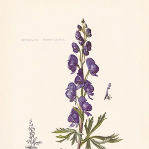 1960 ACONITE Print - Botanical Print - Flower Illustration - Flower ...