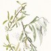 1960 WHITE WILLOW Print Botanical Print Tree Illustration Tree Wall Art ...