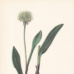 1960 VICTORY ONION Print - Botanical Print - Flower Print - Flower Wall ...
